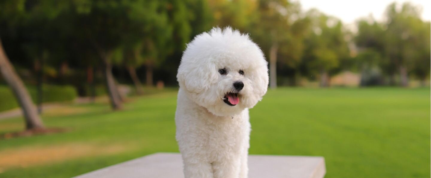 Bichon frise: charakter i wygląd. Wzorzec tej rasy psów
