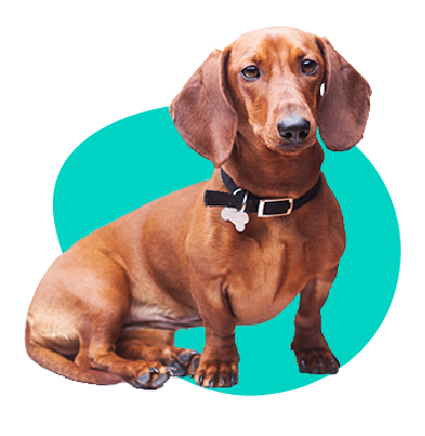 Jamnik krótkowłosy - wszystkie informacje i opis rasy