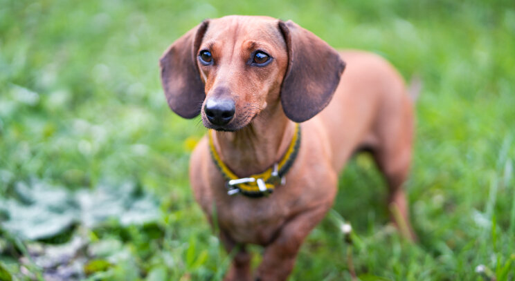 Jamnik krótkowłosy - wszystkie informacje i opis rasy - Zoocial.pl