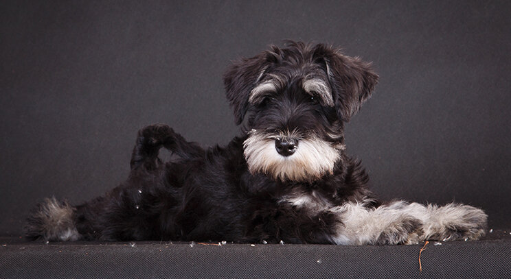 Sznaucer miniaturowy - wszystkie informacje i opis rasy - Zoocial.pl