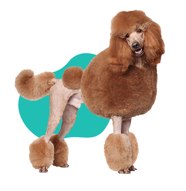 Pudel duży - wszystkie informacje i opis rasy