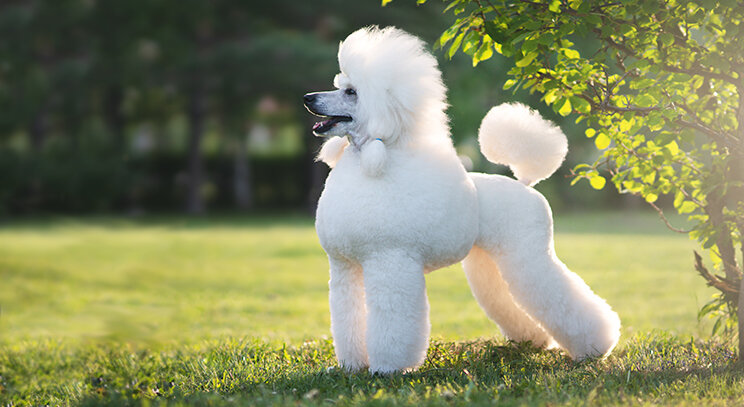 Pudel duży - wszystkie informacje i opis rasy - Zoocial.pl