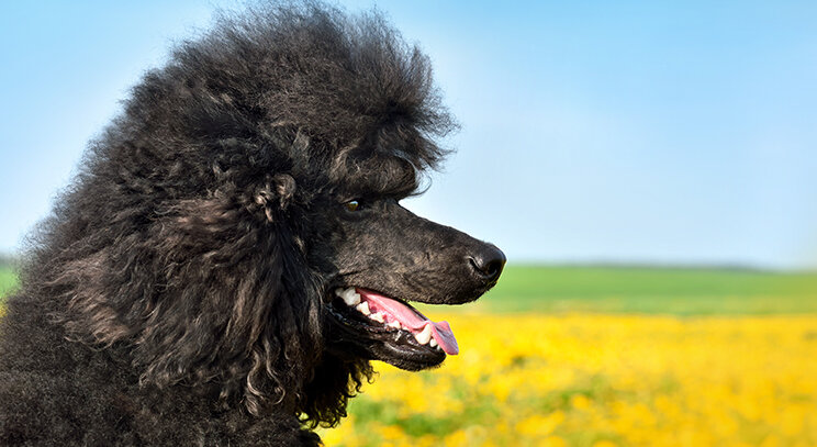 Pudel duży - wszystkie informacje i opis rasy - Zoocial.pl
