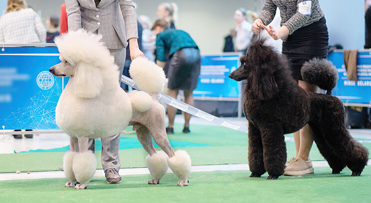 Pudel duży - wszystkie informacje i opis rasy - Zoocial.pl