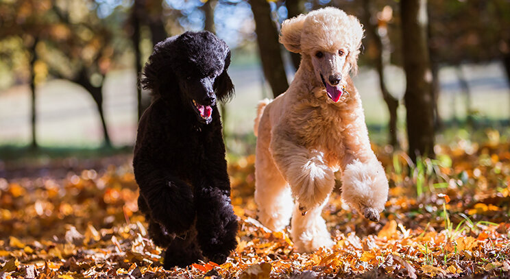 Pudel duży - wszystkie informacje i opis rasy - Zoocial.pl