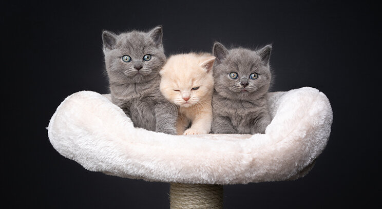 Kot brytyjski krótkowłosy - wszystkie informacje i opis rasy - Zoocial.pl