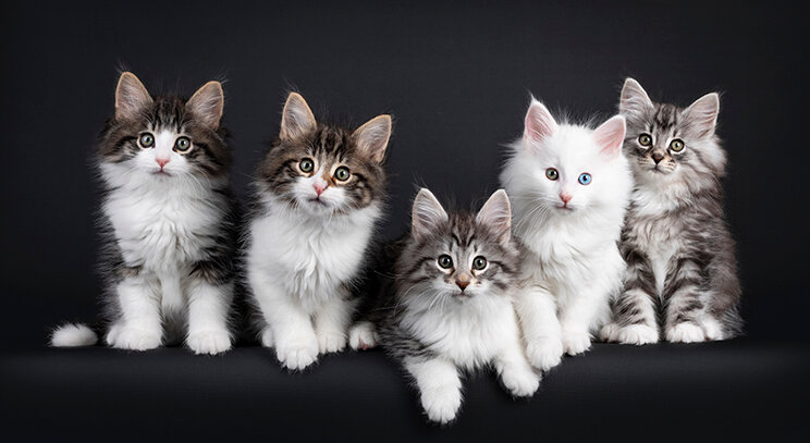 Kot norweski leśny - wszystkie informacje i opis rasy - Zoocial.pl