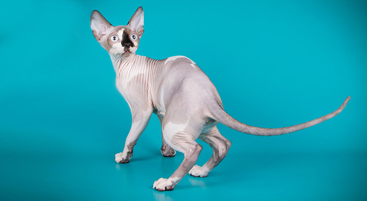 Kot sfinks kanadyjski - wszystkie informacje i opis rasy - Zoocial.pl