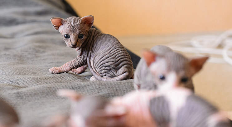 Kot sfinks kanadyjski - wszystkie informacje i opis rasy - Zoocial.pl