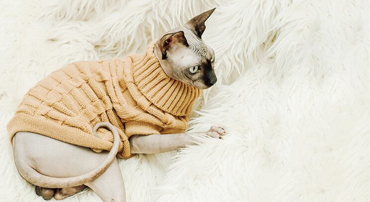 Kot sfinks kanadyjski - wszystkie informacje i opis rasy