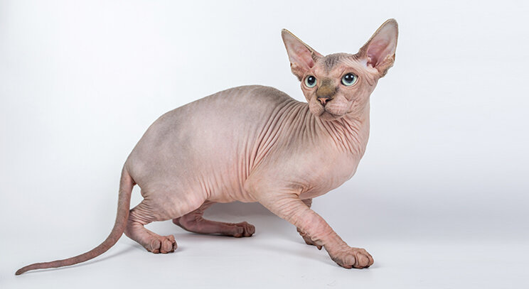 Kot sfinks kanadyjski - wszystkie informacje i opis rasy