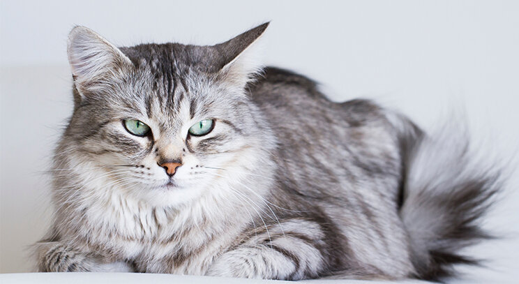 Kot syberyjski - wszystkie informacje i opis rasy