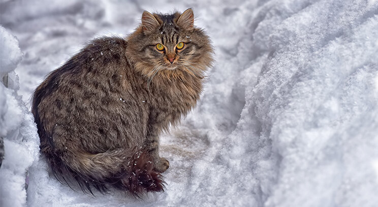 Kot syberyjski - wszystkie informacje i opis rasy - Zoocial.pl
