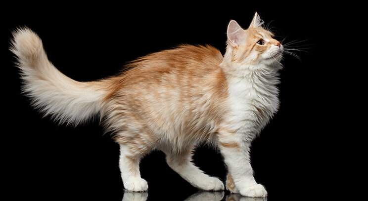 Kot syberyjski - wszystkie informacje i opis rasy