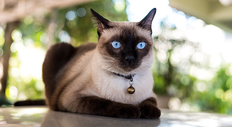 Kot syjamski - wszystkie informacje i opis rasy - Zoocial.pl