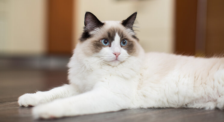 Ragdoll - wszystkie informacje i opis rasy - Zoocial.pl