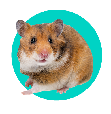 Co jedzą chomiki - czym karmić chomika, a czego nie wolno im podawać?