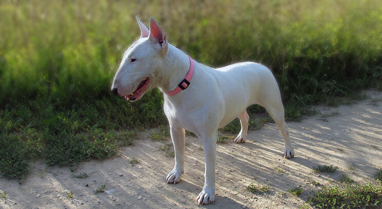 Bulterier - wszystkie informacje i opis rasy - Zoocial.pl