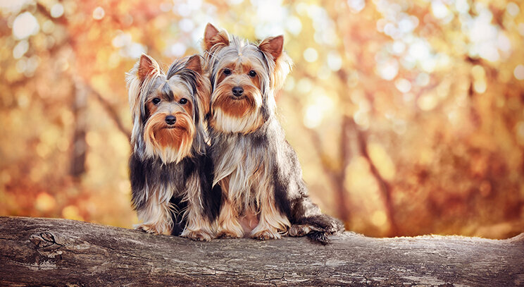 Yorkshire terrier - wszystkie informacje i opis rasy - Zoocial.pl