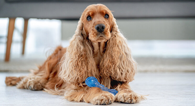 Cocker spaniel angielski – wszystkie informacje i opis rasy - Zoocial.pl