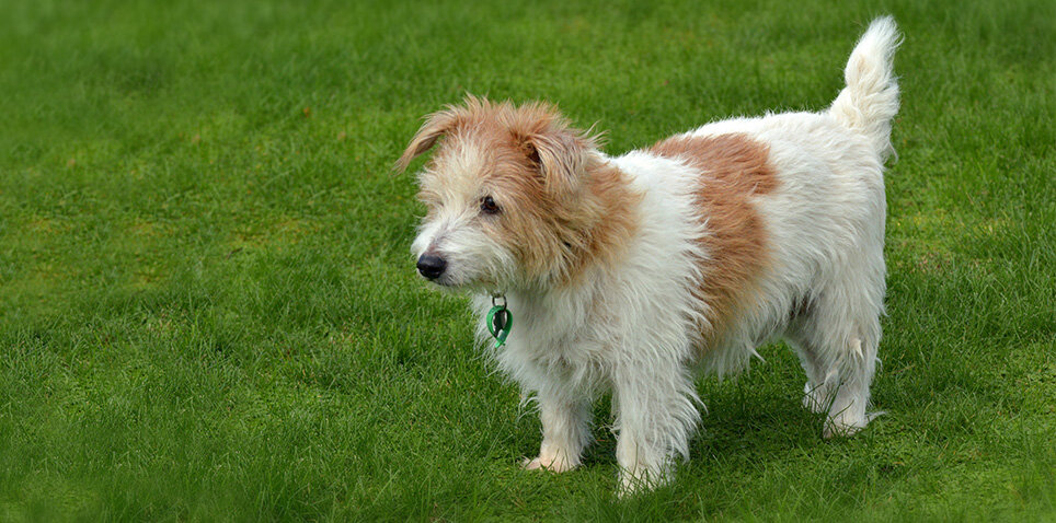 Norfolk terrier