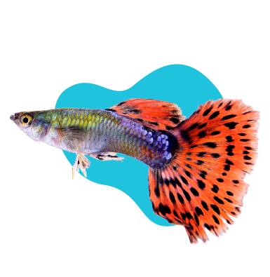 Rybki akwariowe dla początkujących – jakie gatunki wybrać na start?