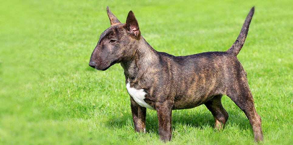 Bulterier miniaturowy