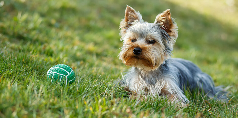 Yorkshire terrier