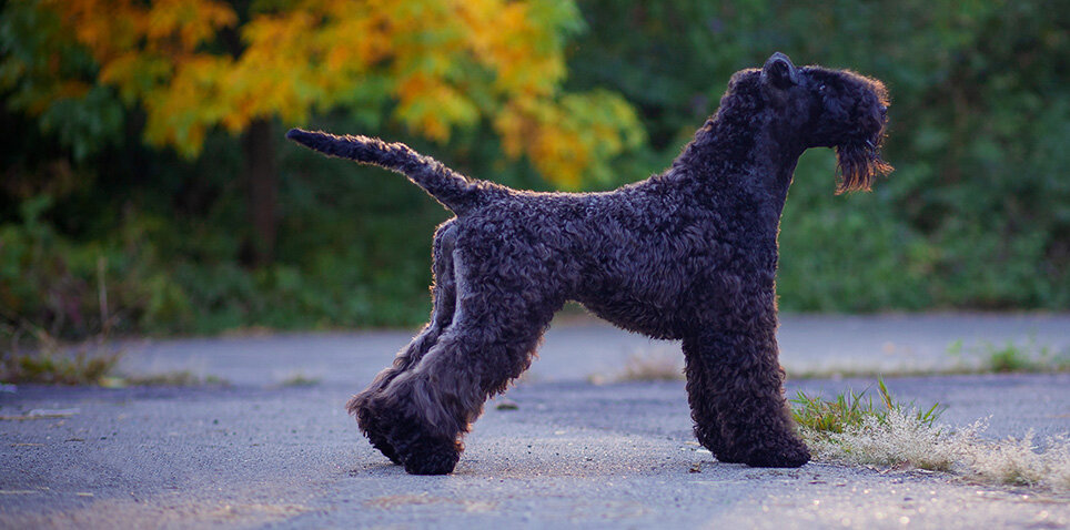 Kerry blue terrier
