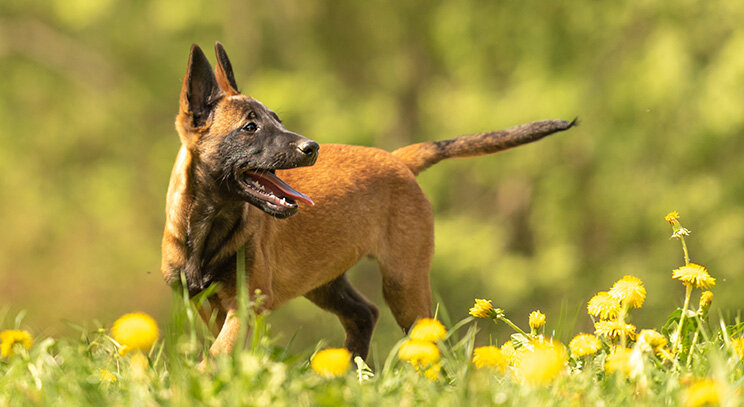 Malinois - wszystkie informacje i opis rasy - Zoocial.pl
