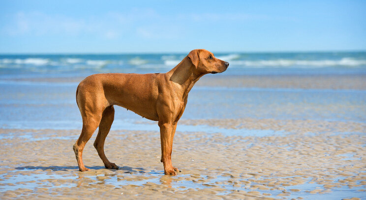 Rhodesian ridgeback — wszystkie informacje i opis rasy - Zoocial.pl