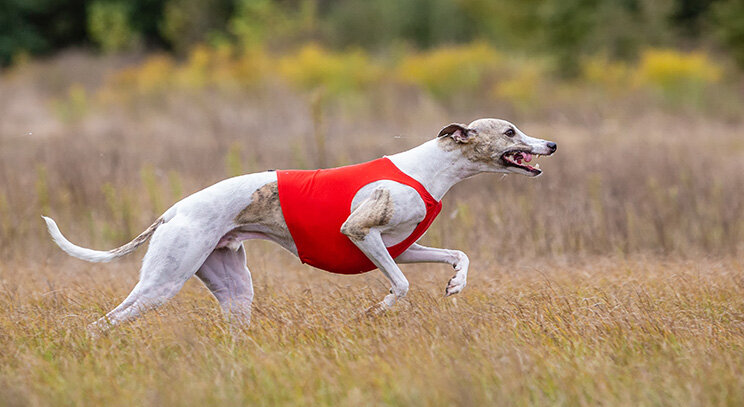 Whippet — wszystkie informacje i opis rasy - Zoocial.pl