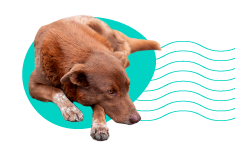 Grzybica u psa — przyczyny, objawy, leczenie