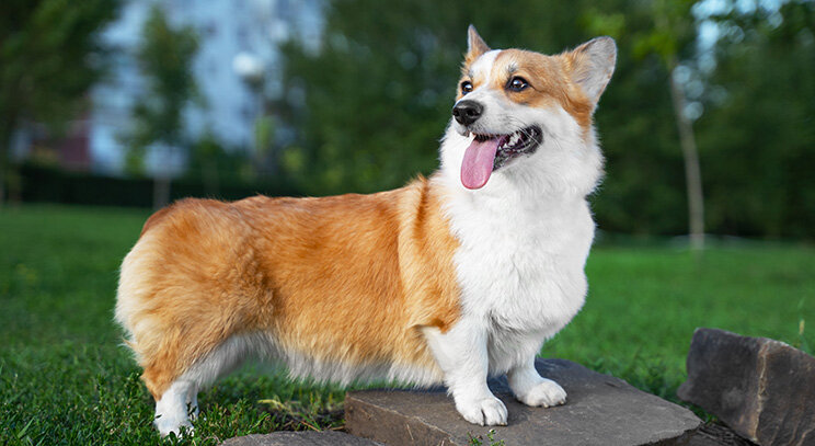 Welsh corgi pembroke — wszystkie informacje i opis rasy - Zoocial.pl