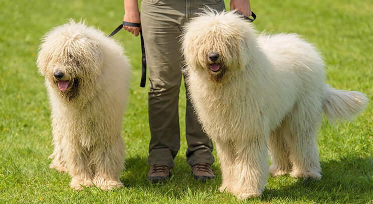 Komondor — wszystkie informacje i opis rasy - Zoocial.pl