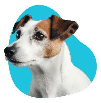 Pies z maski — jak ma na imię? Co to za rasa?