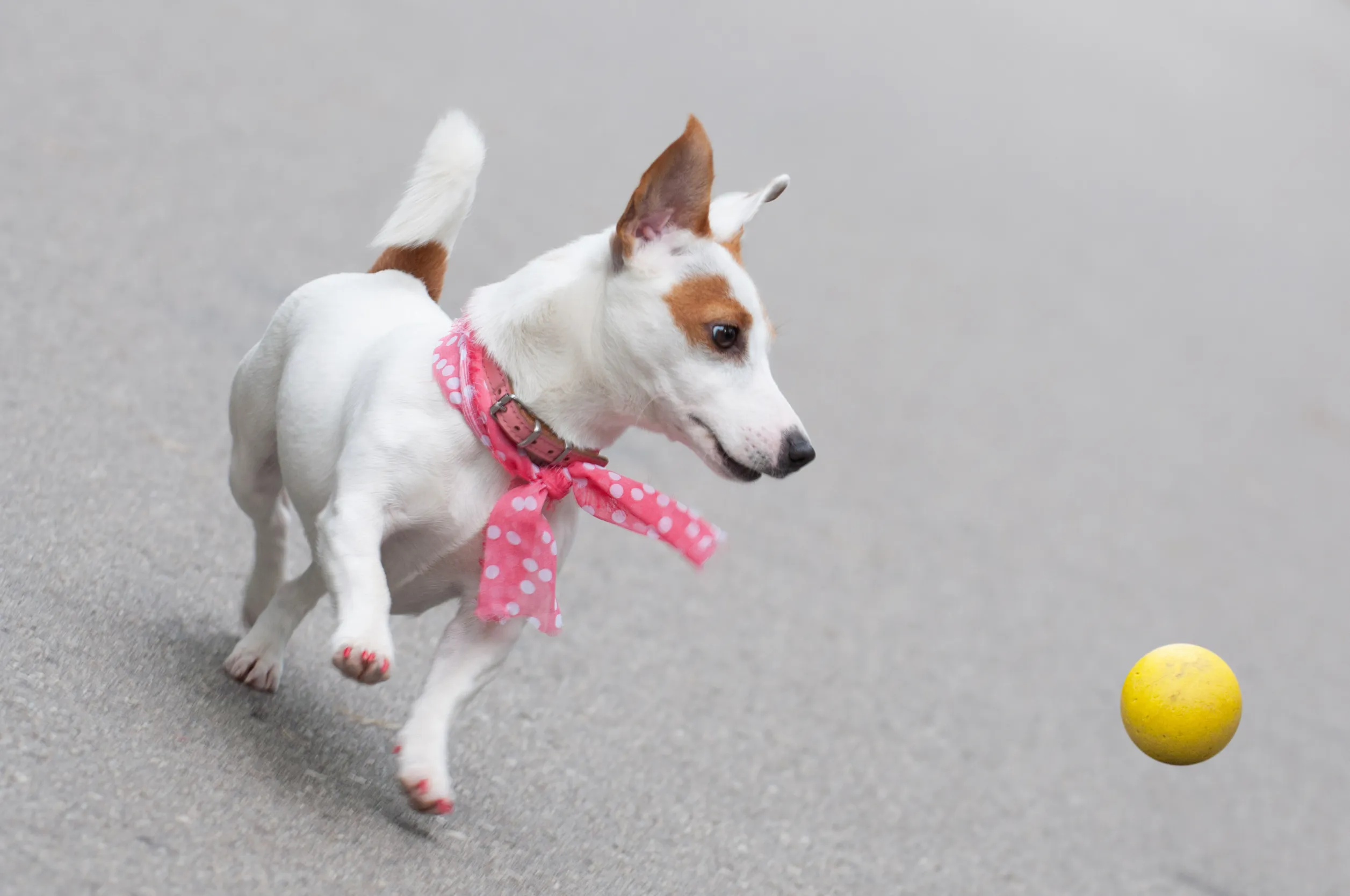 Pies z maski — jak ma na imię? Co to za rasa? - Zoocial.pl