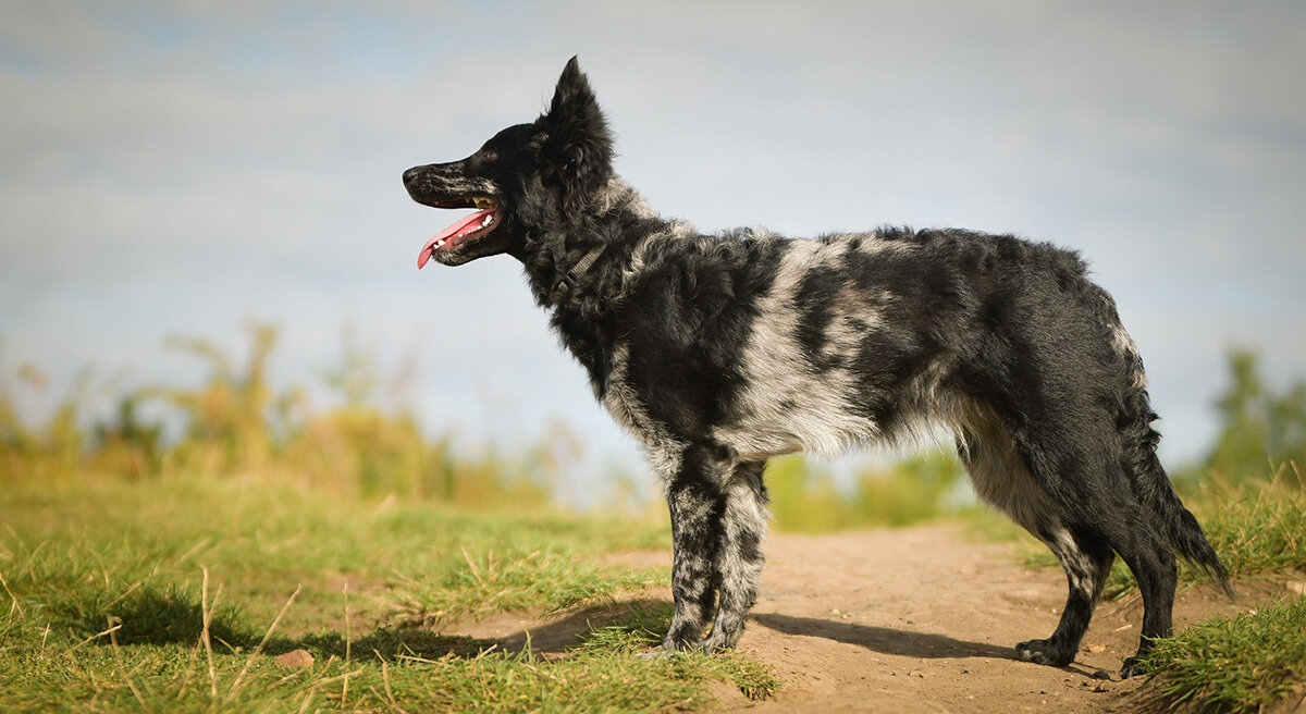 Mudi — owczarek węgierski — wszystkie informacje i opis rasy - Zoocial.pl