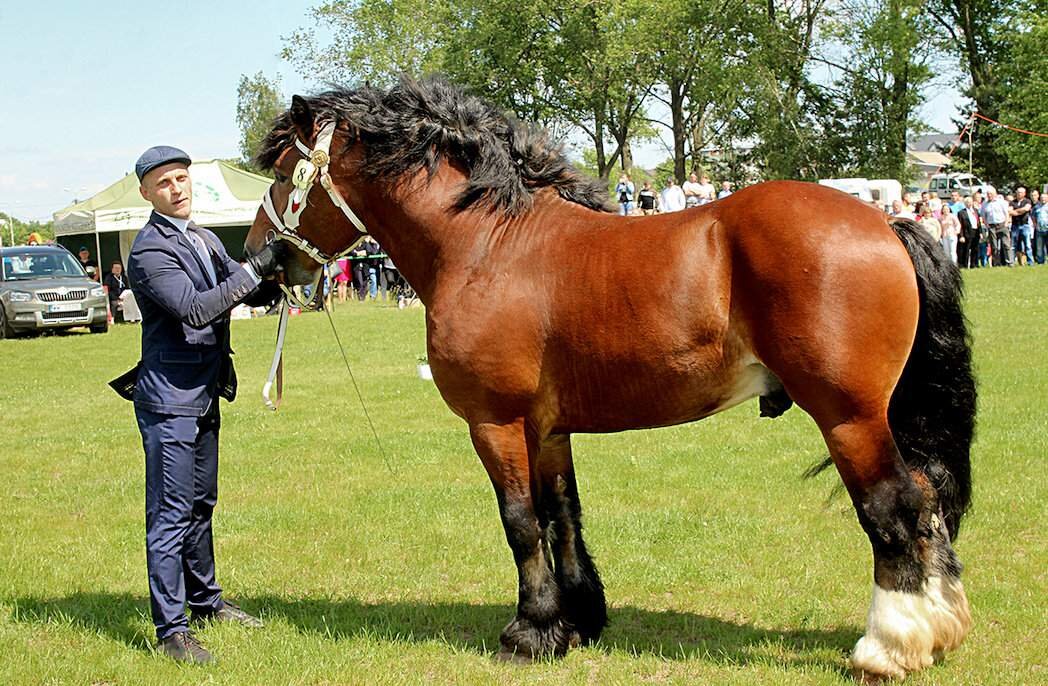 Polskie rasy koni. Które rasy z rodzimego rynku cieszą się uznaniem ...