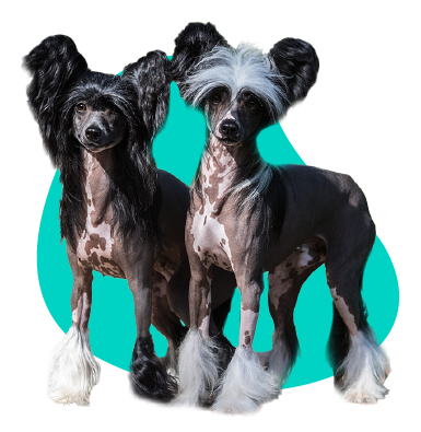 Pies bez sierści — poznaj łyse rasy psów