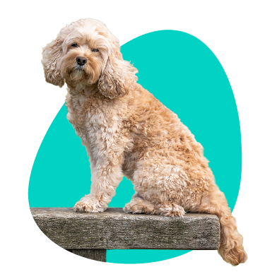 Jakiej rasy jest pies Lewandowskich?