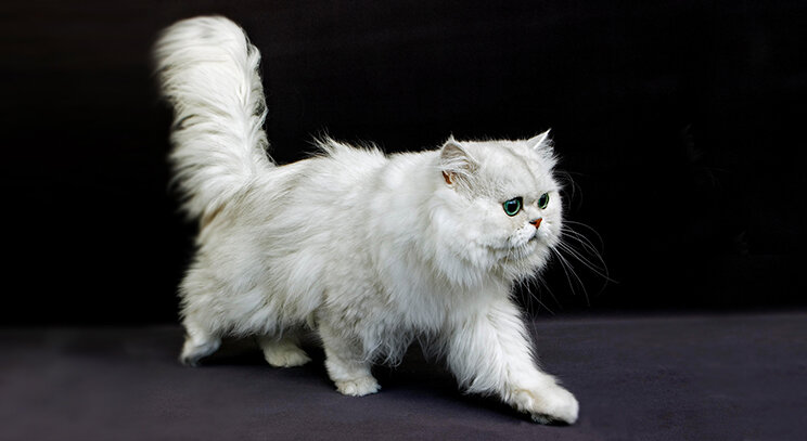 Rasy brachycefaliczne kotów — jakie są i czym się charakteryzują ...