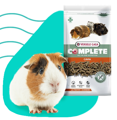 Kawia domowa - rola witaminy C w diecie kawii domowych. Kiedy i jak ...