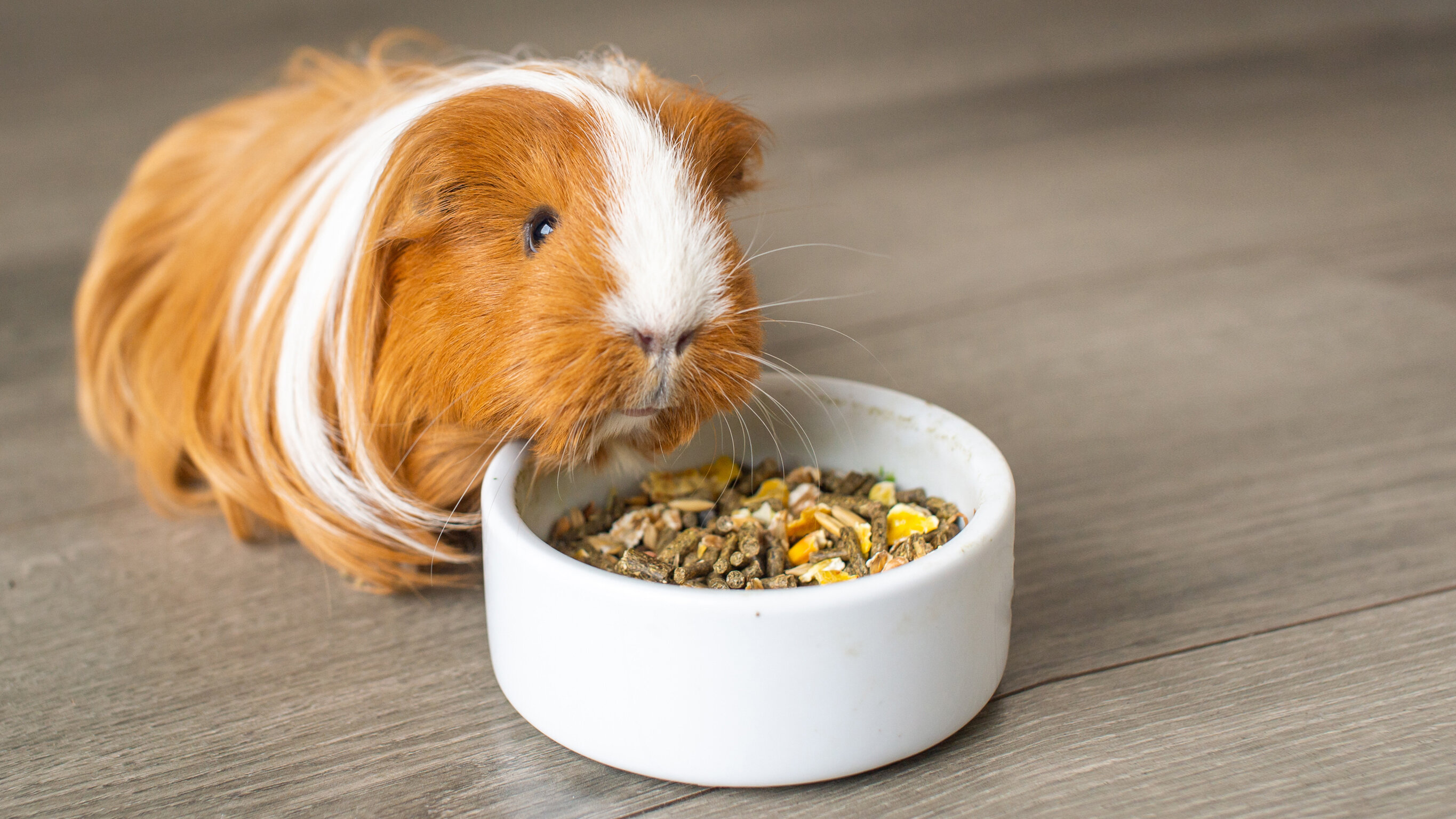 Kawia domowa - rola witaminy C w diecie kawii domowych. Kiedy i jak ...