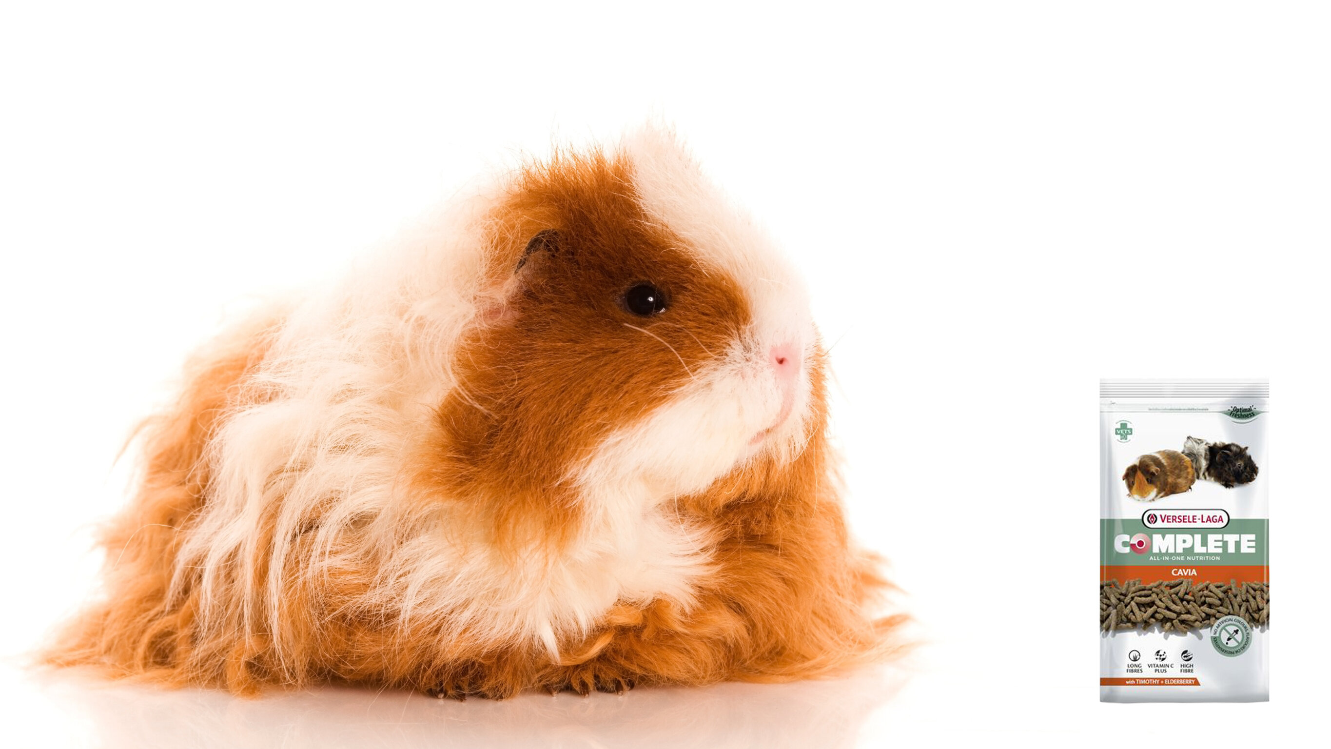 Kawia domowa - rola witaminy C w diecie kawii domowych. Kiedy i jak ...