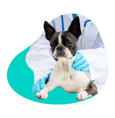 Kostniakomięsak u psa — przyczyny, objawy, leczenie