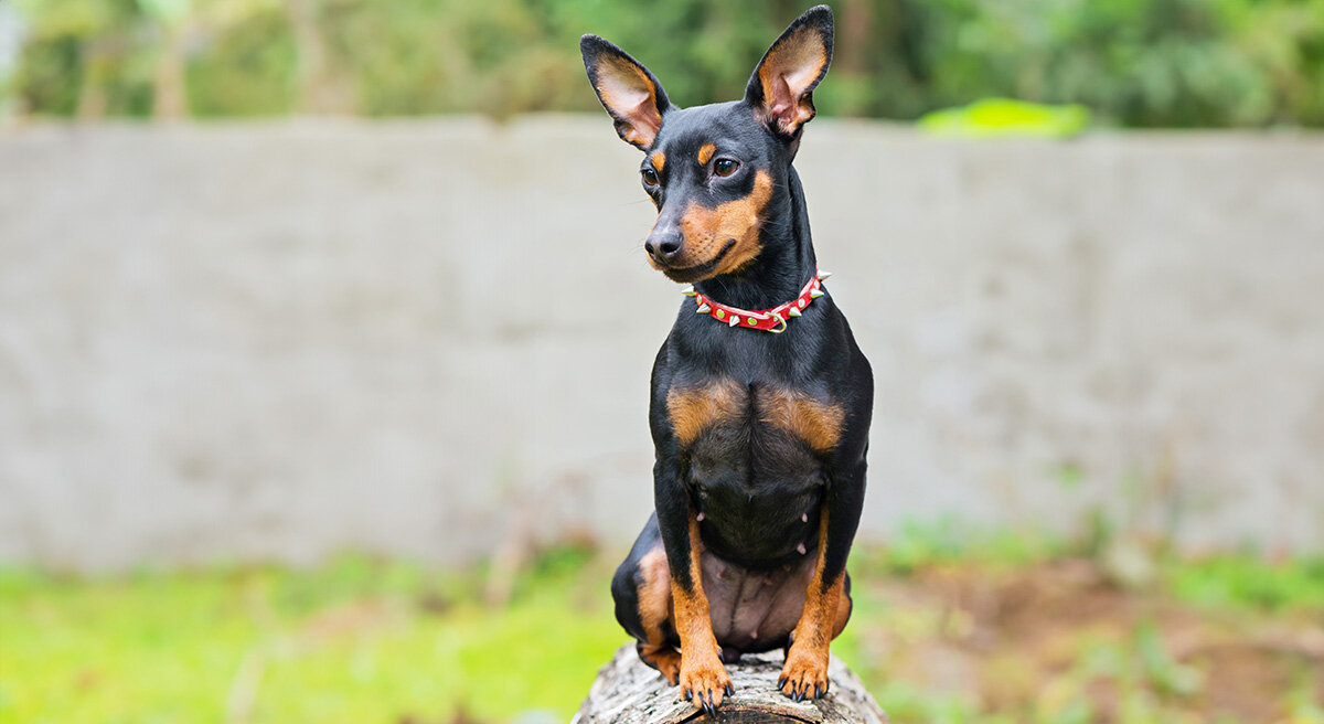 Pinczer miniaturowy — wszystkie informacje i opis rasy