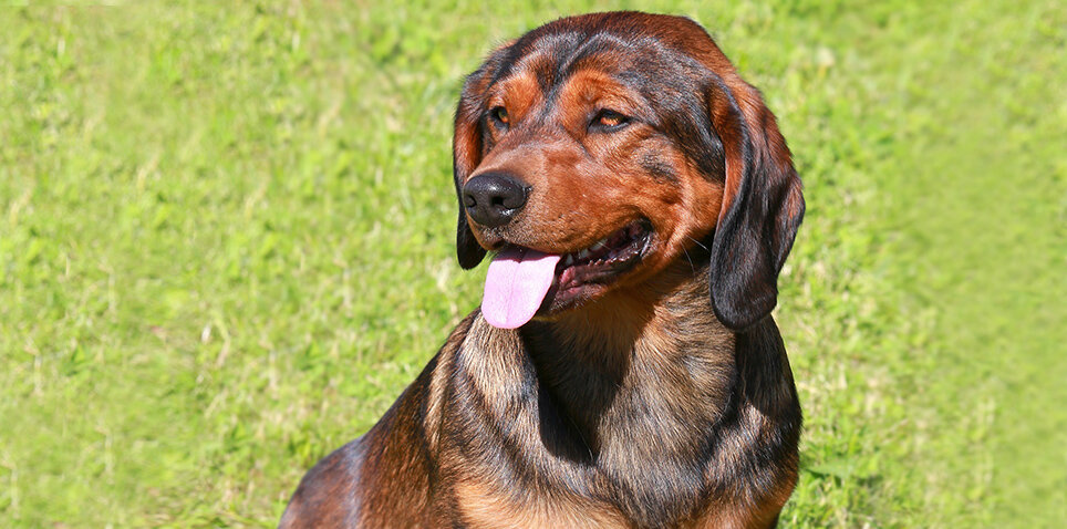 Alpejski gończy krótkonożny