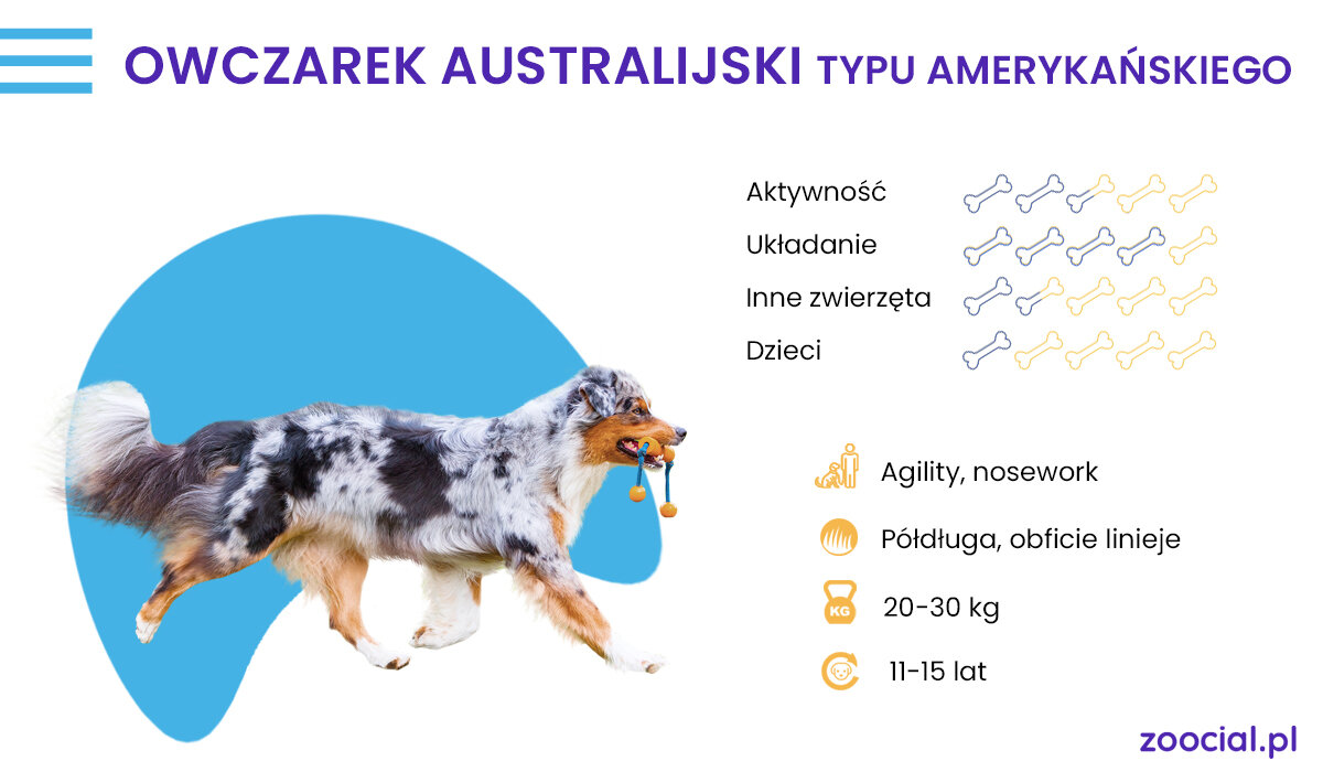 Owczarek australijski — Kelpie — wszystkie informacje i opis rasy ...