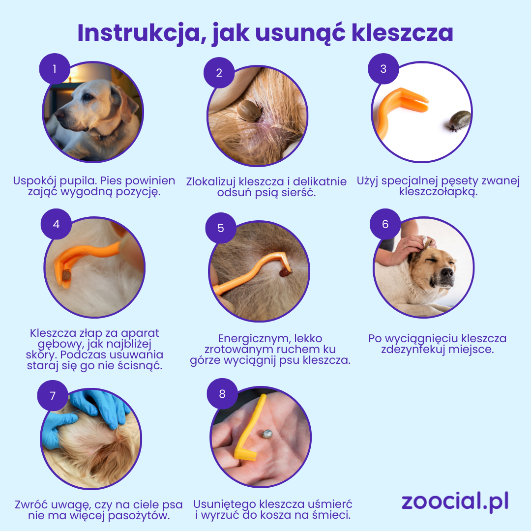 Jak usunąć kleszcza u psa? Poznaj skuteczne sposoby!